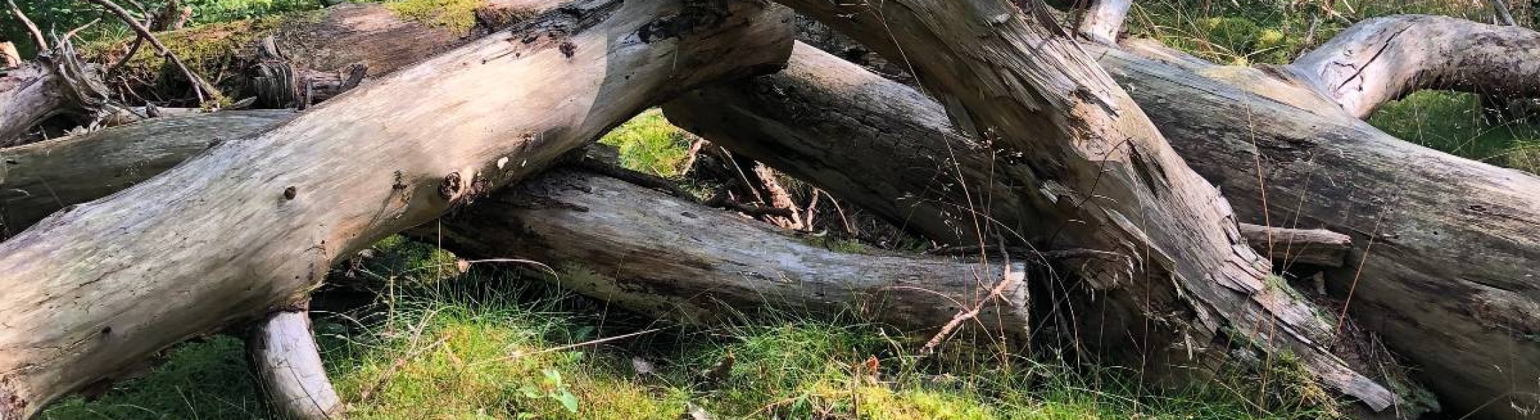 Portable Screening Plant Features: Ultimate Usage Guide